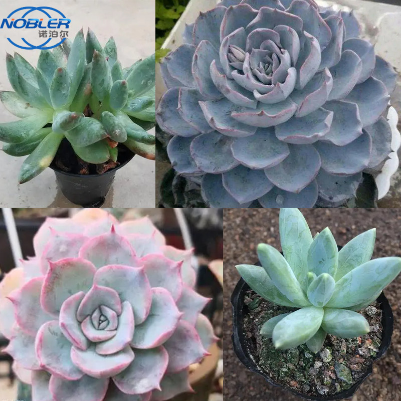100 kinds of succulent plant name Daquan-Lauder Lian